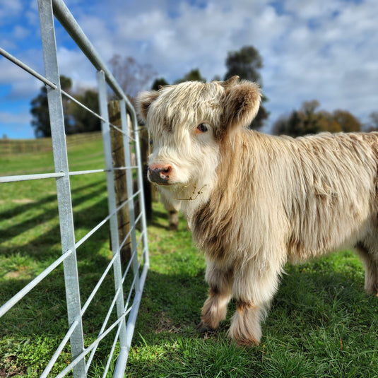 Mini Fluffy Cows at Marlowe Park Miniature Cattle