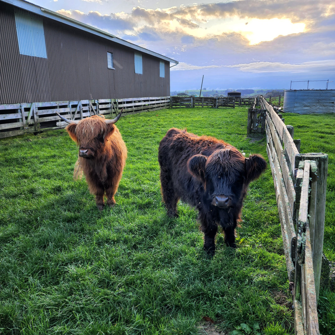 Marlowe Park Miniature Highlands & Galloways