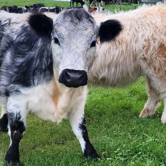 Mini Fluffy Cows at Marlowe Park Miniature Cattle