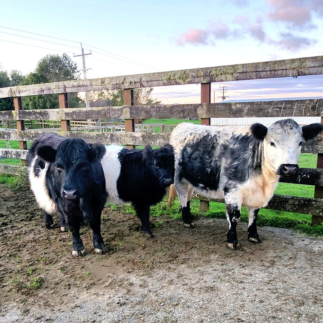 Marlowe Park Miniature Highlands & Galloways