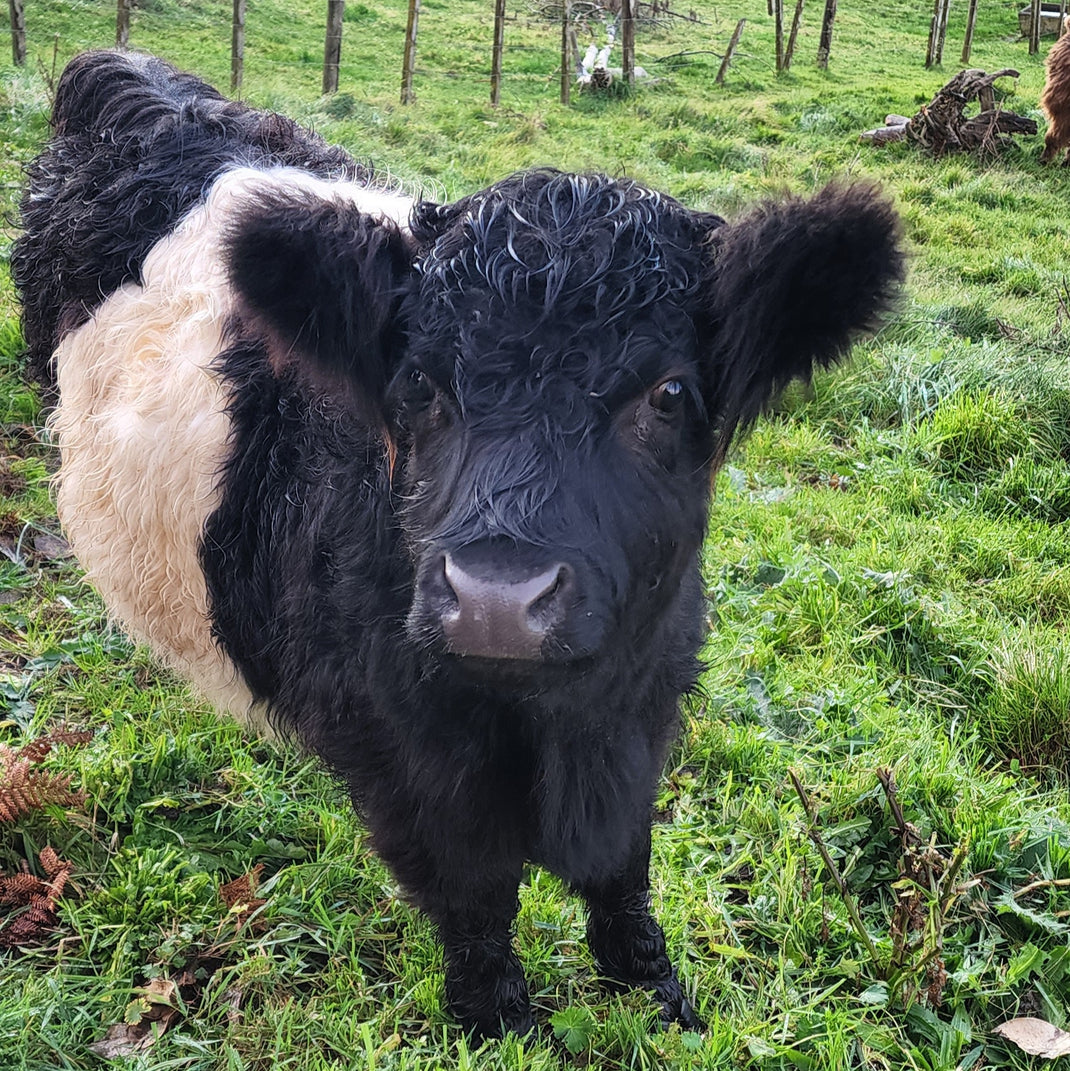 Mini Fluffy Cows at Marlowe Park Miniature Cattle