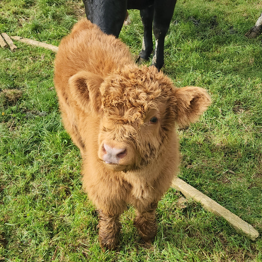 Mini Fluffy Calves from Marlowe Park Miniature Cattle