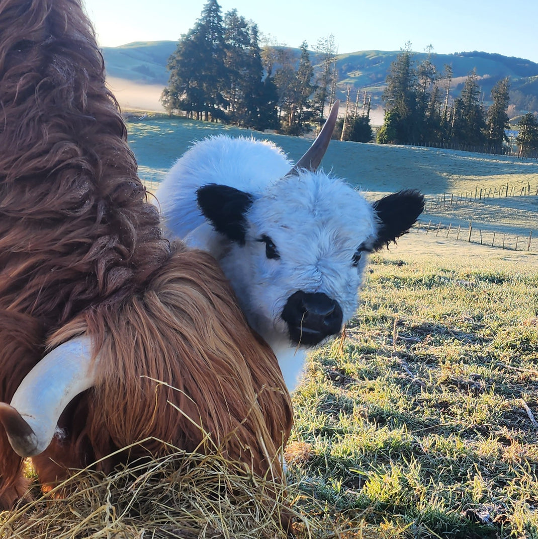 Marlowe Park Miniature Highlands & Galloways
