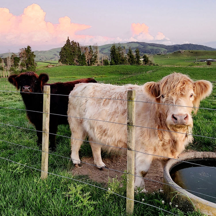 Mini Fluffy Cows at Marlowe Park Miniature Cattle