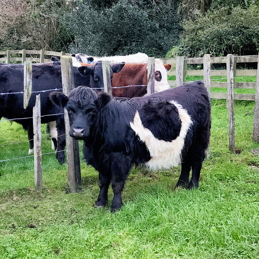 Mini Fluffy Cows at Marlowe Park Miniature Cattle