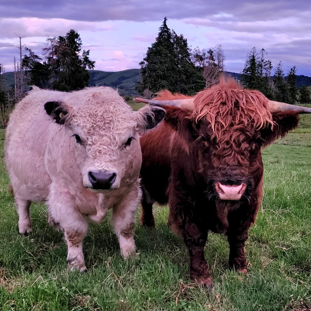 Marlowe Park Miniature Highlands & Galloways