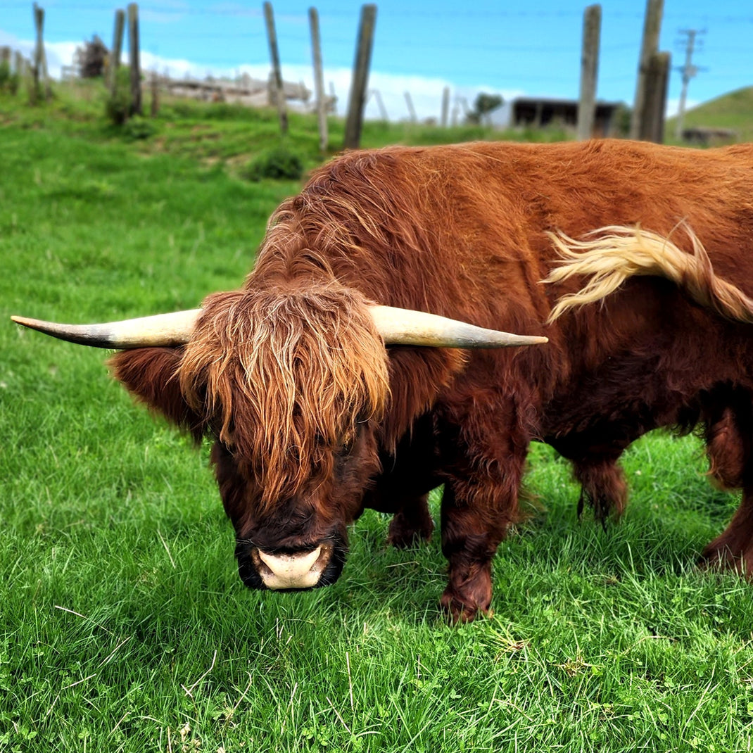 Miniature Highland & Miniature Galloway Bulls from Marlowe Park