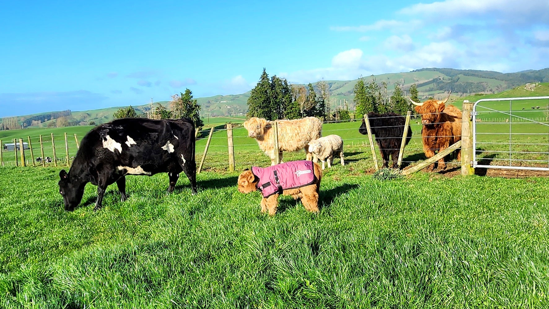 Marlowe Park Miniature Highlands & Galloways
