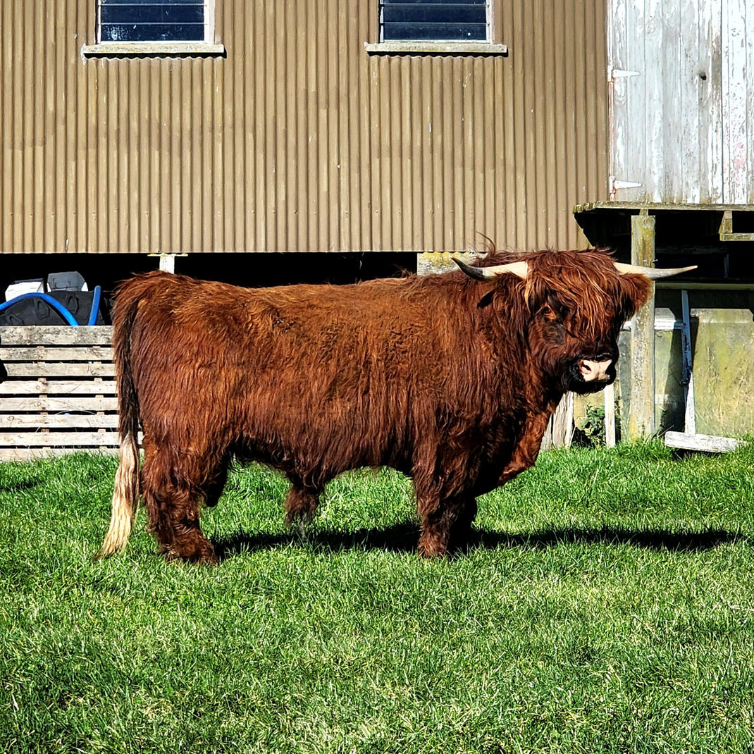 Marlowe Park Miniature Highlands & Galloways