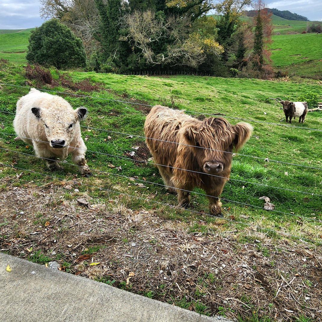 Marlowe Park Miniature Highlands & Galloways