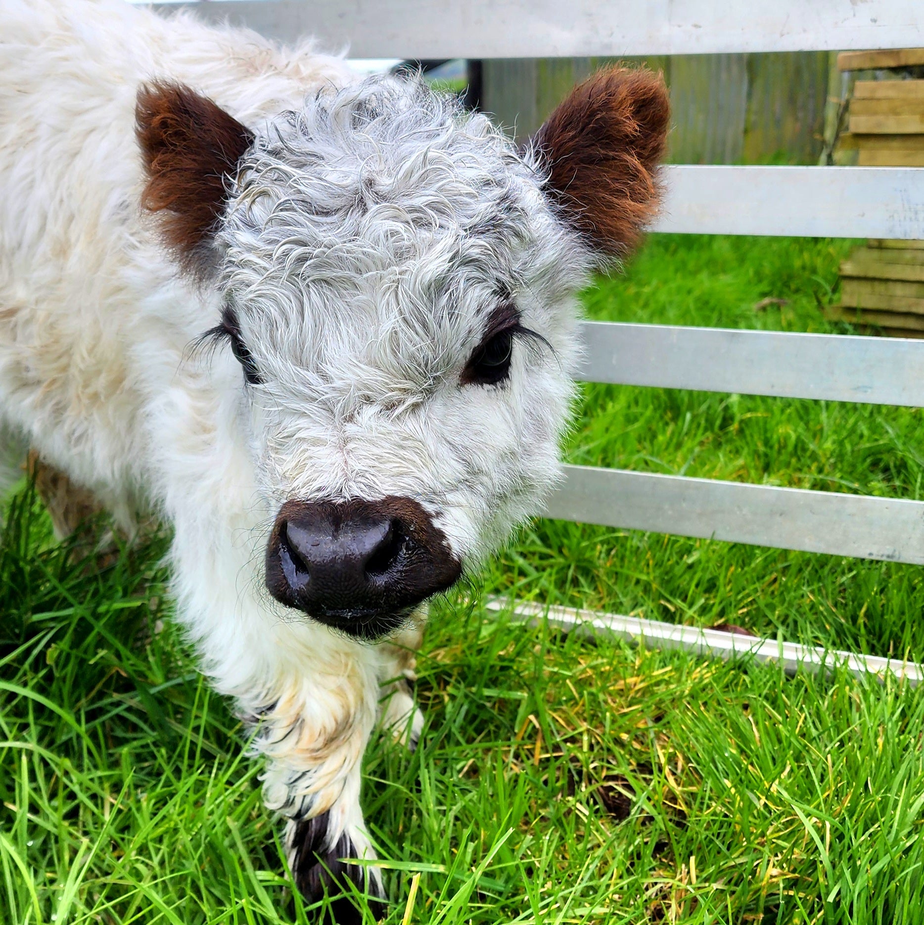 Miniature Highland and Galloway Calves from Marlowe Park