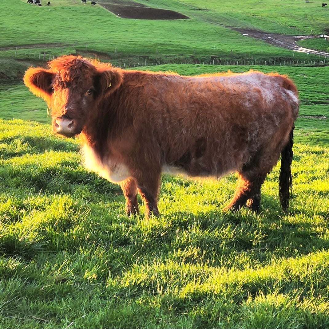 Mini Fluffy Cows at Marlowe Park Miniature Cattle