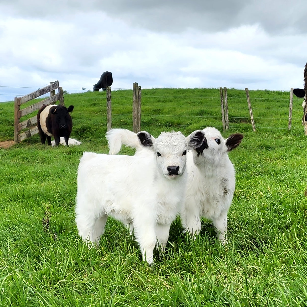 Miniature Highland and Galloway Calves from Marlowe Park