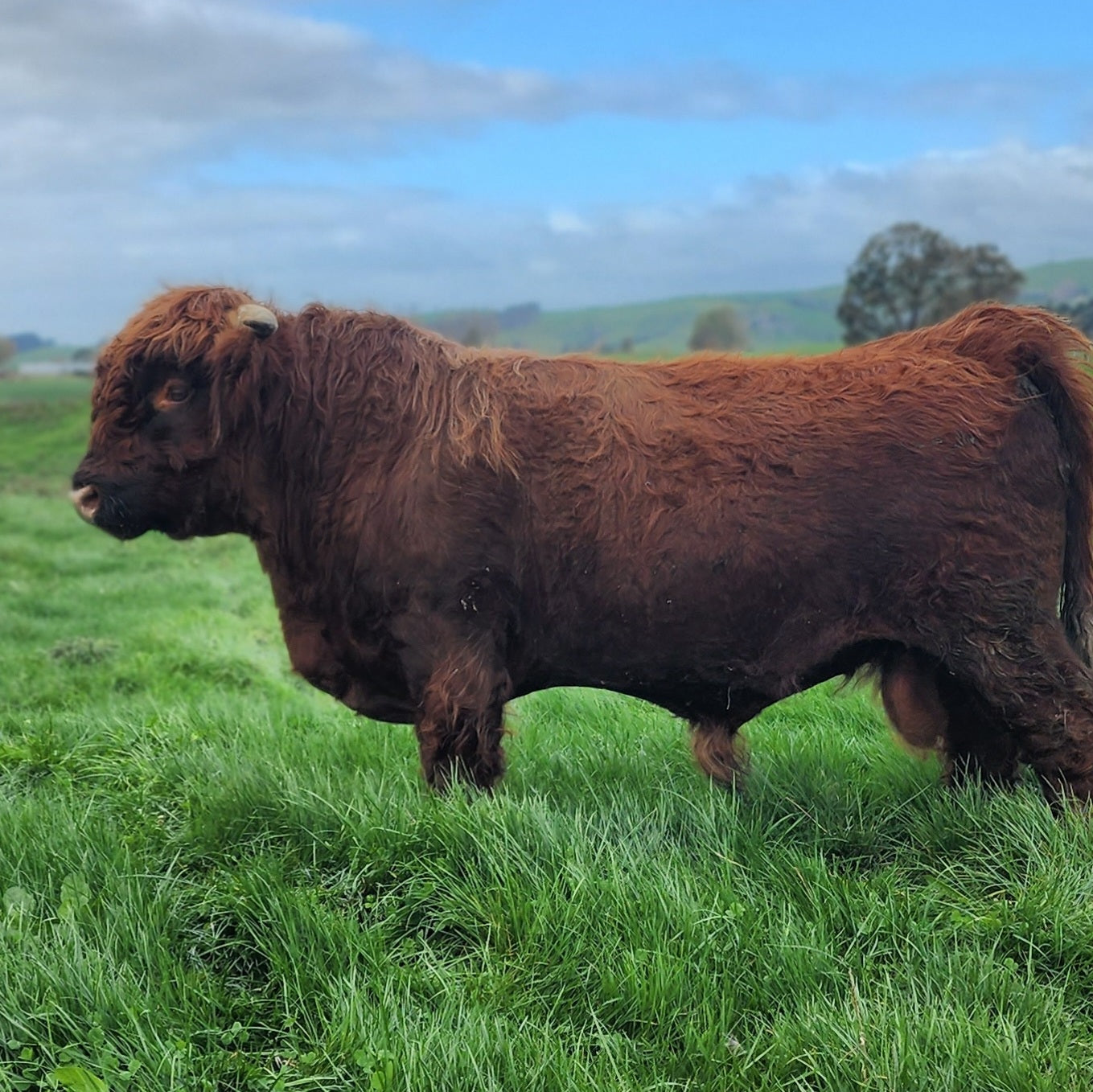 Marlowe Park Miniature Highlands & Galloways