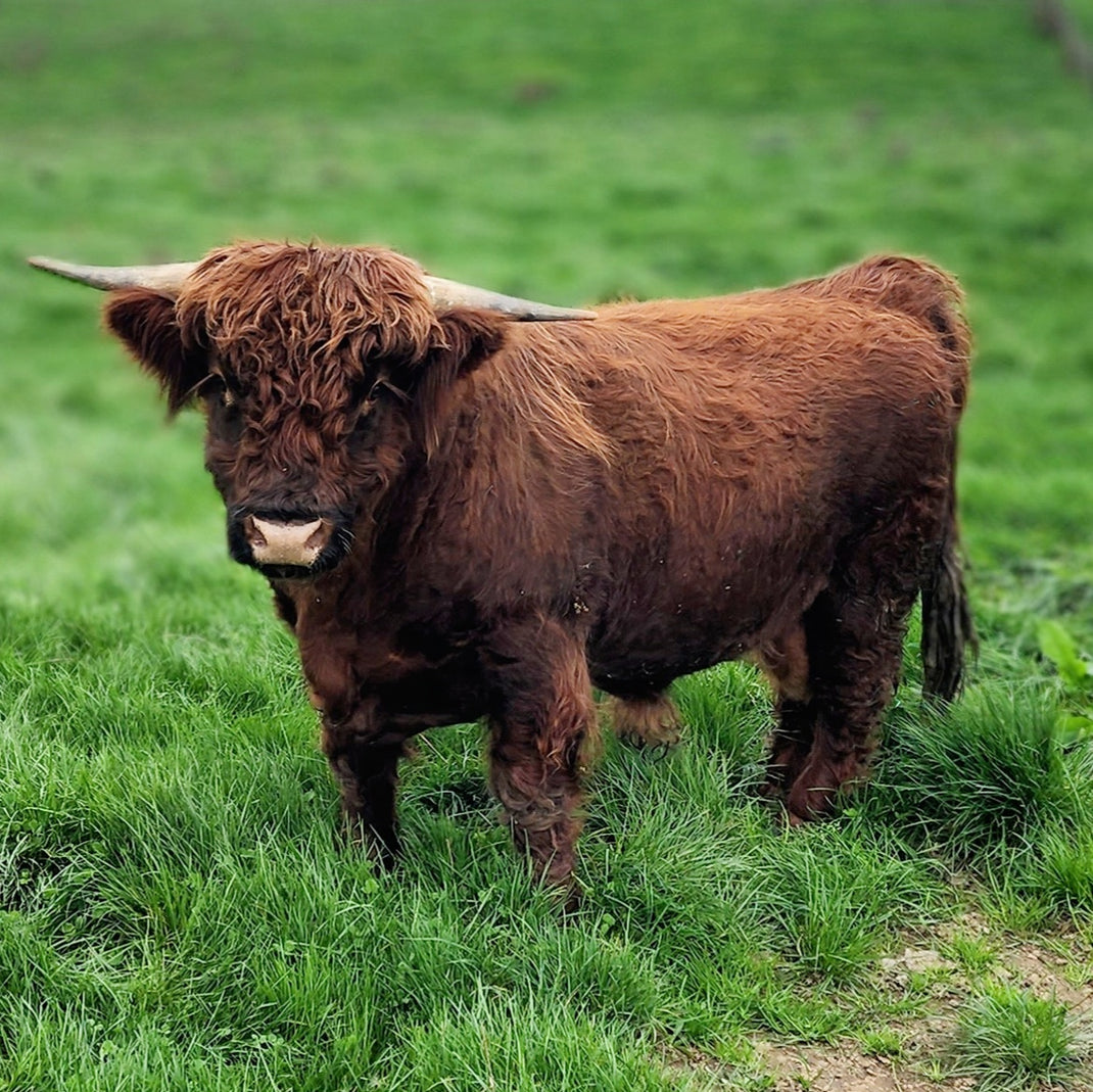 Miniature Bulls – Marlowe Park