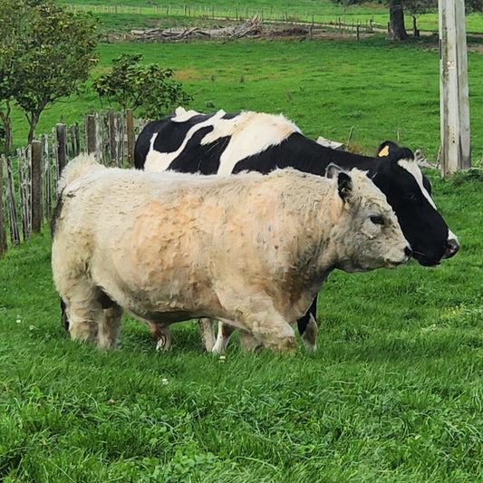 Marlowe Park Miniature Highlands & Galloways