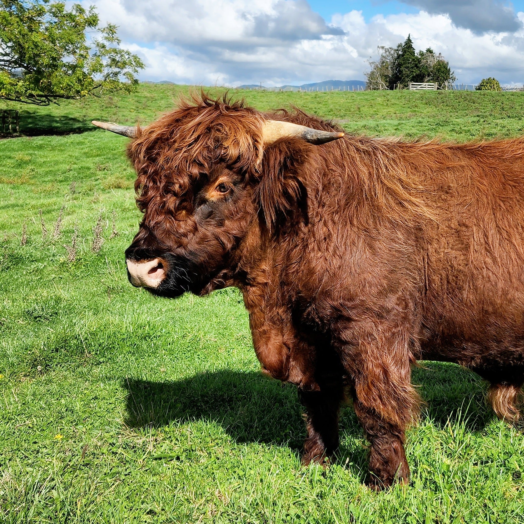 Marlowe Park Miniature Highlands & Galloways