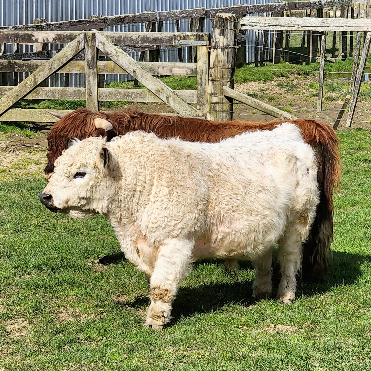 Miniature Bulls – Marlowe Park